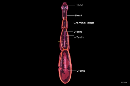 echinococcus granulosus egg labeled